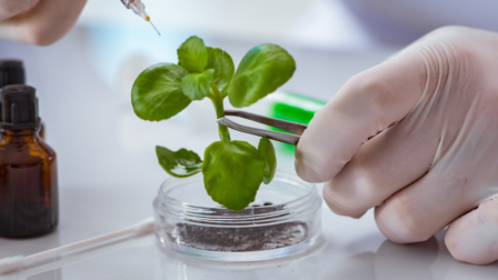 Biology IA Marking Criteria - How To Use It For A Top IB Score ...