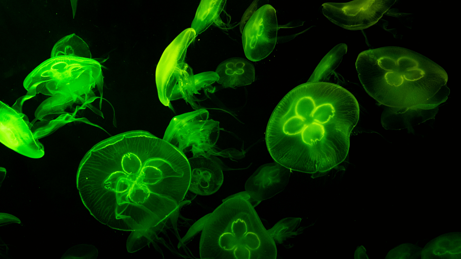How to Structure & Format Your IB Biology Extended Essay | TutorsPlus